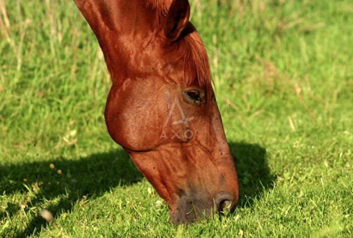 Maison à vendre - Sées - 7 pièces - 4 chambres