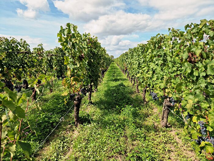 Maison à vendre - Saint-Émilion - 8 pièces - 6 chambres