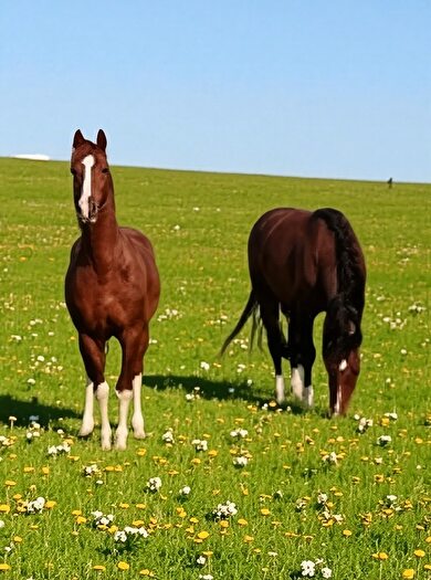 Maison à vendre - Gircourt-lès-Viéville - 8 pièces - 5 chambres