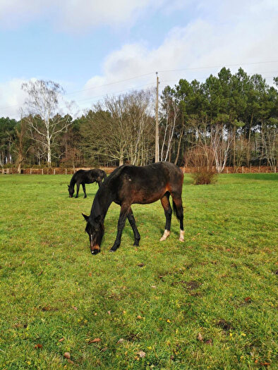 Maison à vendre - Moncé-en-Belin - 6 pièces - 3 chambres