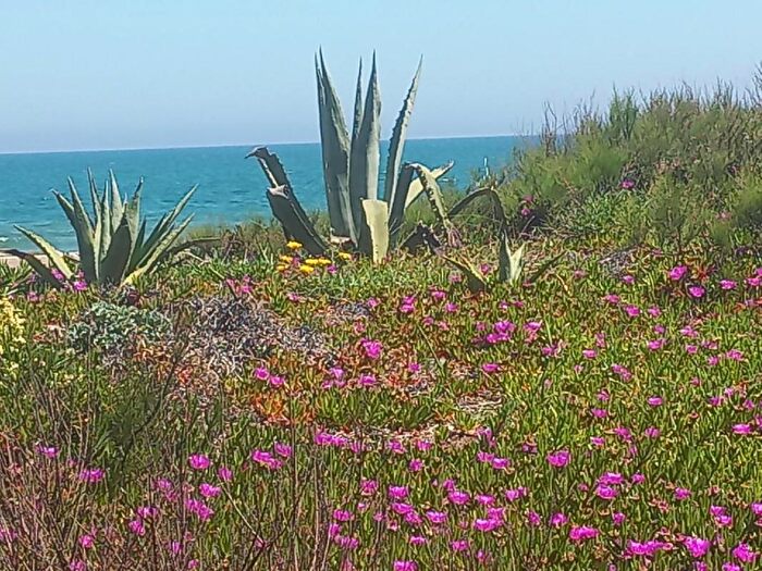 Appartement à vendre - Le Barcarès, Presquîle, La Coudalère - 1 pièce