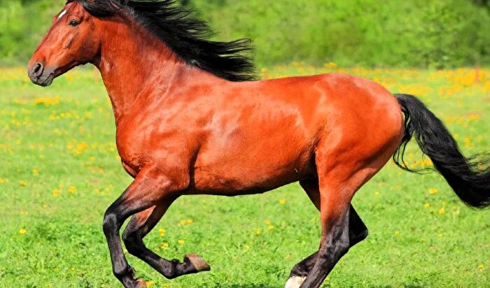 Maison à vendre - Quimper - 5 pièces - 4 chambres