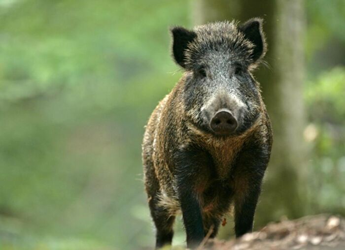 Maison à vendre - Chantelle - 9 pièces - 6 chambres