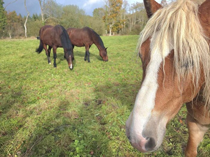 Maison à vendre - La Lande-de-Goult - 5 pièces - 3 chambres