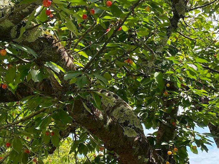 Maison à vendre - Argagnon - 5 pièces - 4 chambres