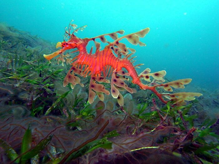 Maison à louer - Brettes - 5 pièces - 5 chambres